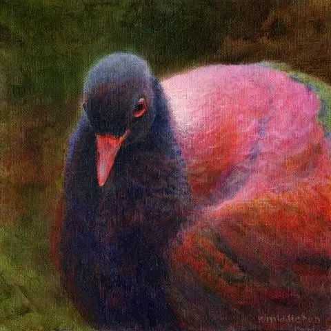 4. “失踪”140年，珍稀鸟类黑枕雉鸠在巴布亚新几内亚再次现身